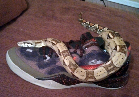 Nike Kobe 8 "Python Meets Python" - SneakerNews.com