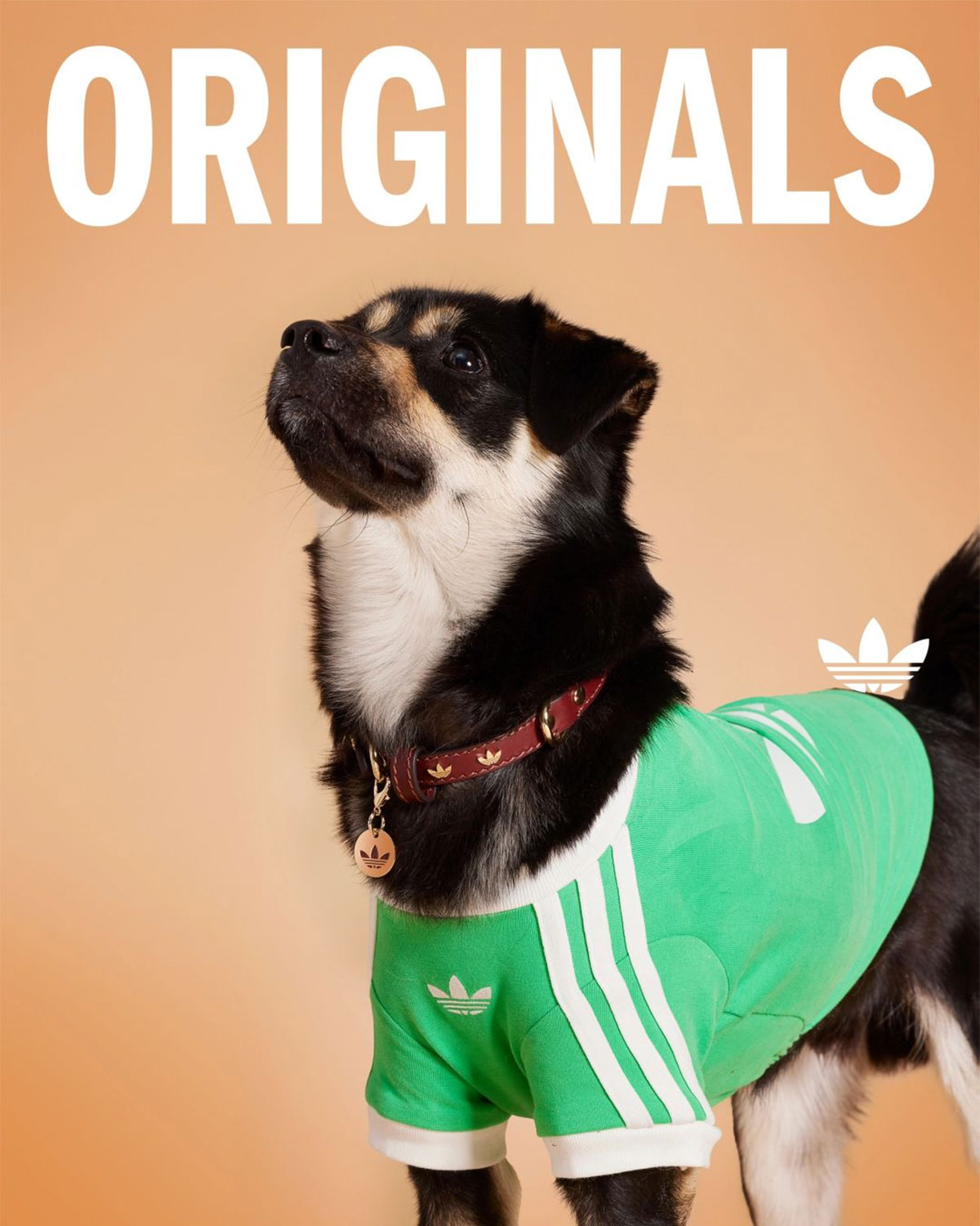 adidas Originals Pets Collection 2025 | SneakerNews.com