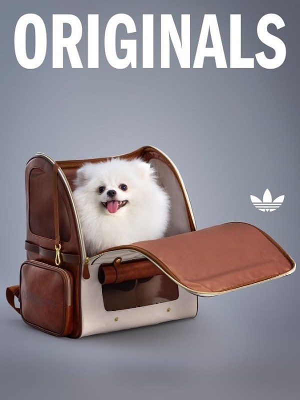adidas Pet Clothes 2025 | SneakerNews.com