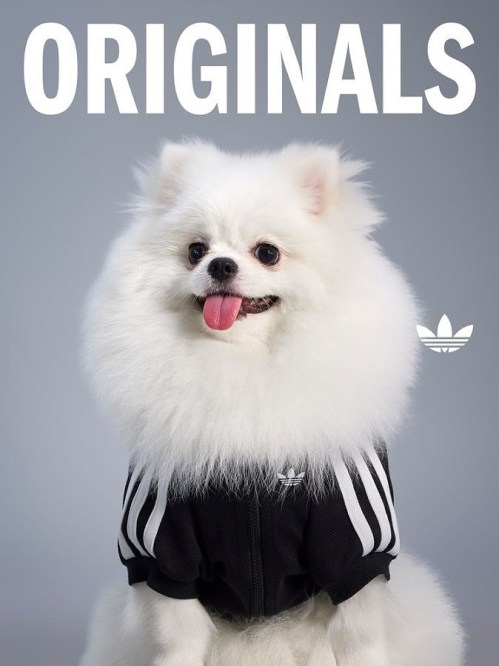 adidas Pet Clothes 2025 | SneakerNews.com